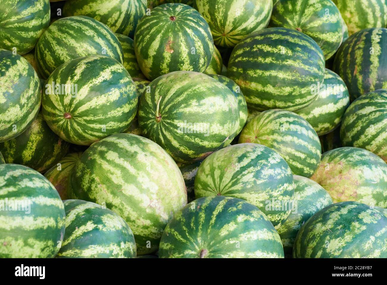 Pattern of many green watermelons. Agricultural background Stock Photo ...