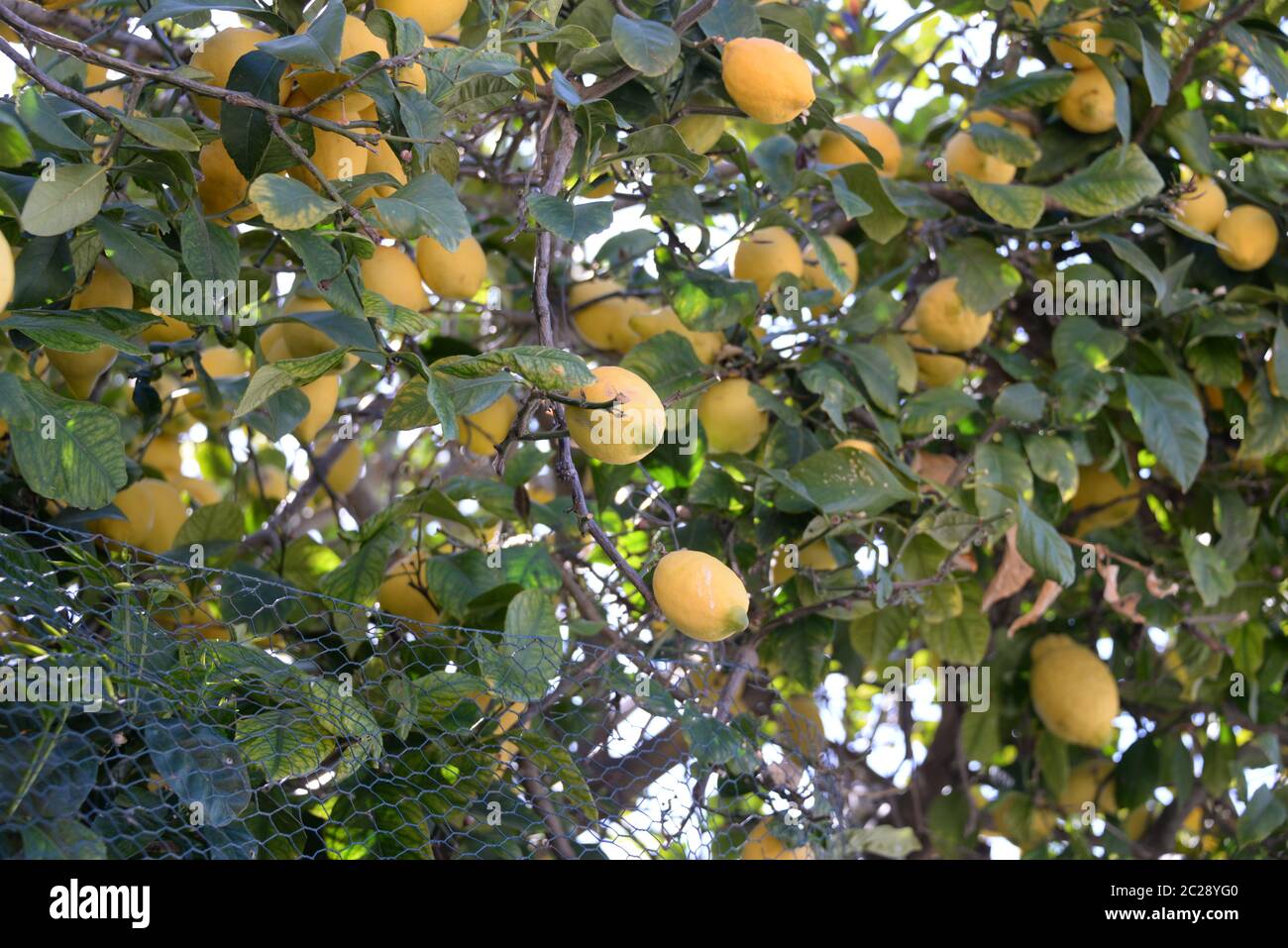 yellow lemons at the lemon tree on the balearic island mallorca, spain ...