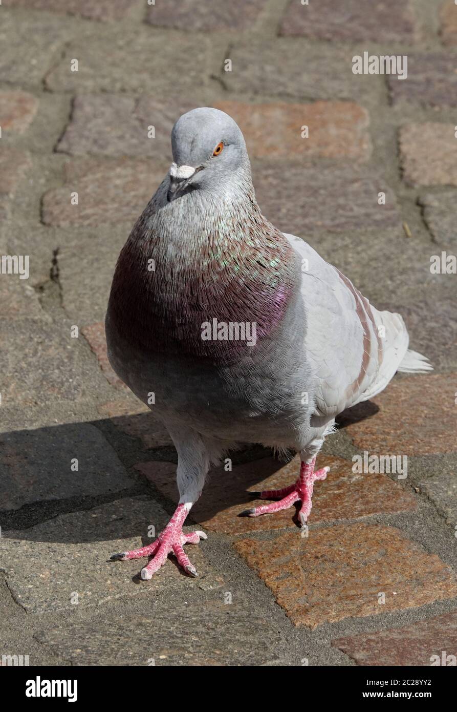 Columba livia domestica hi-res stock photography and images - Alamy
