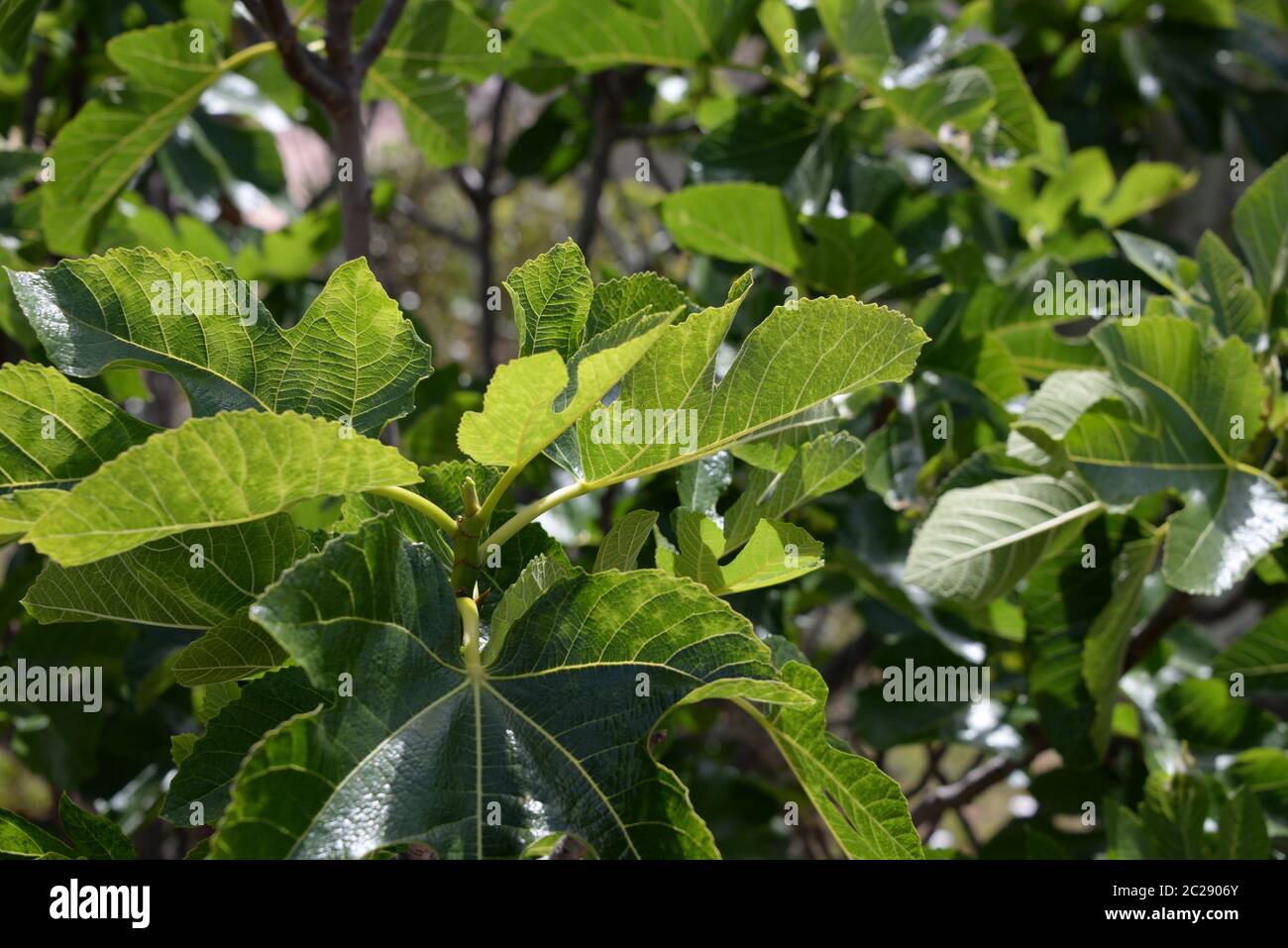 a fresh fig leaf on fig tree, Costa Blanca, Spain Stock Photo - Alamy