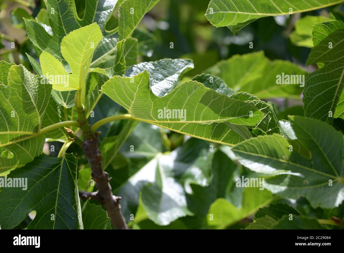 a fresh fig leaf on fig tree, Costa Blanca, Spain Stock Photo - Alamy