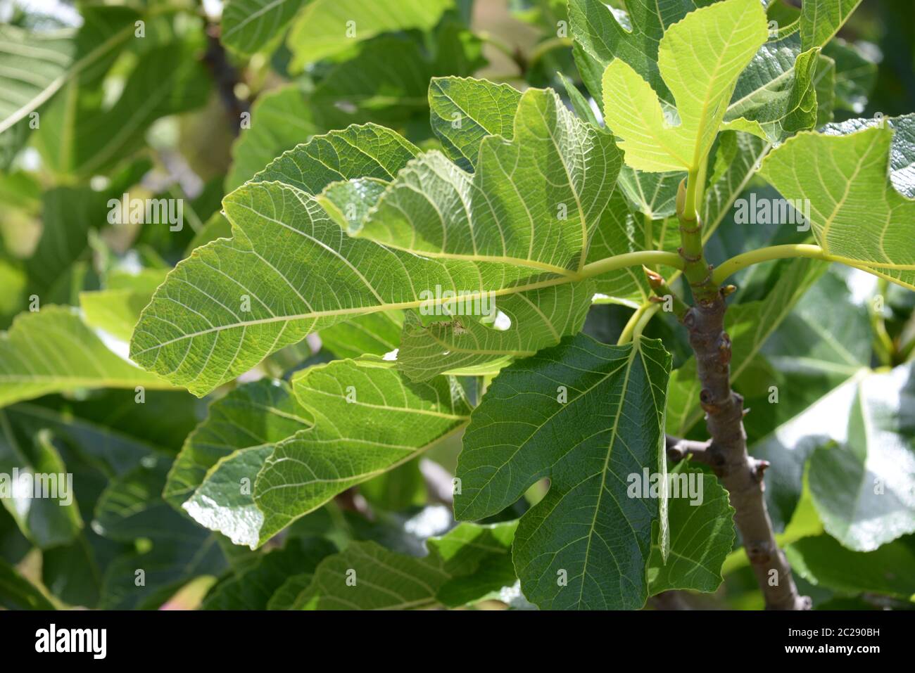 a fresh fig leaf on fig tree, Costa Blanca, Spain Stock Photo - Alamy