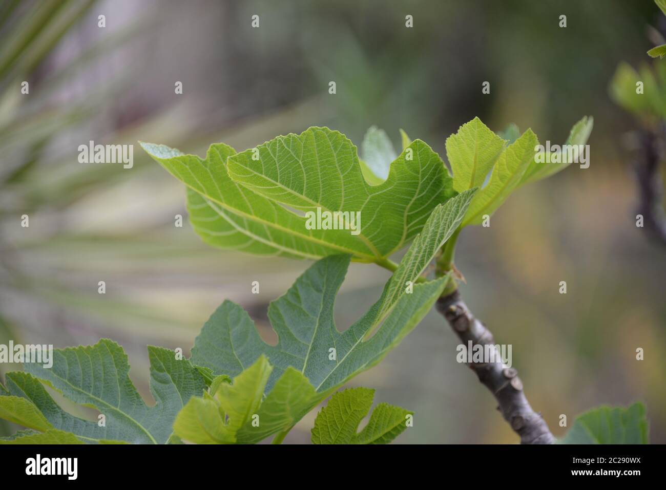 a fresh fig leaf on fig tree, Costa Blanca, Spain Stock Photo - Alamy
