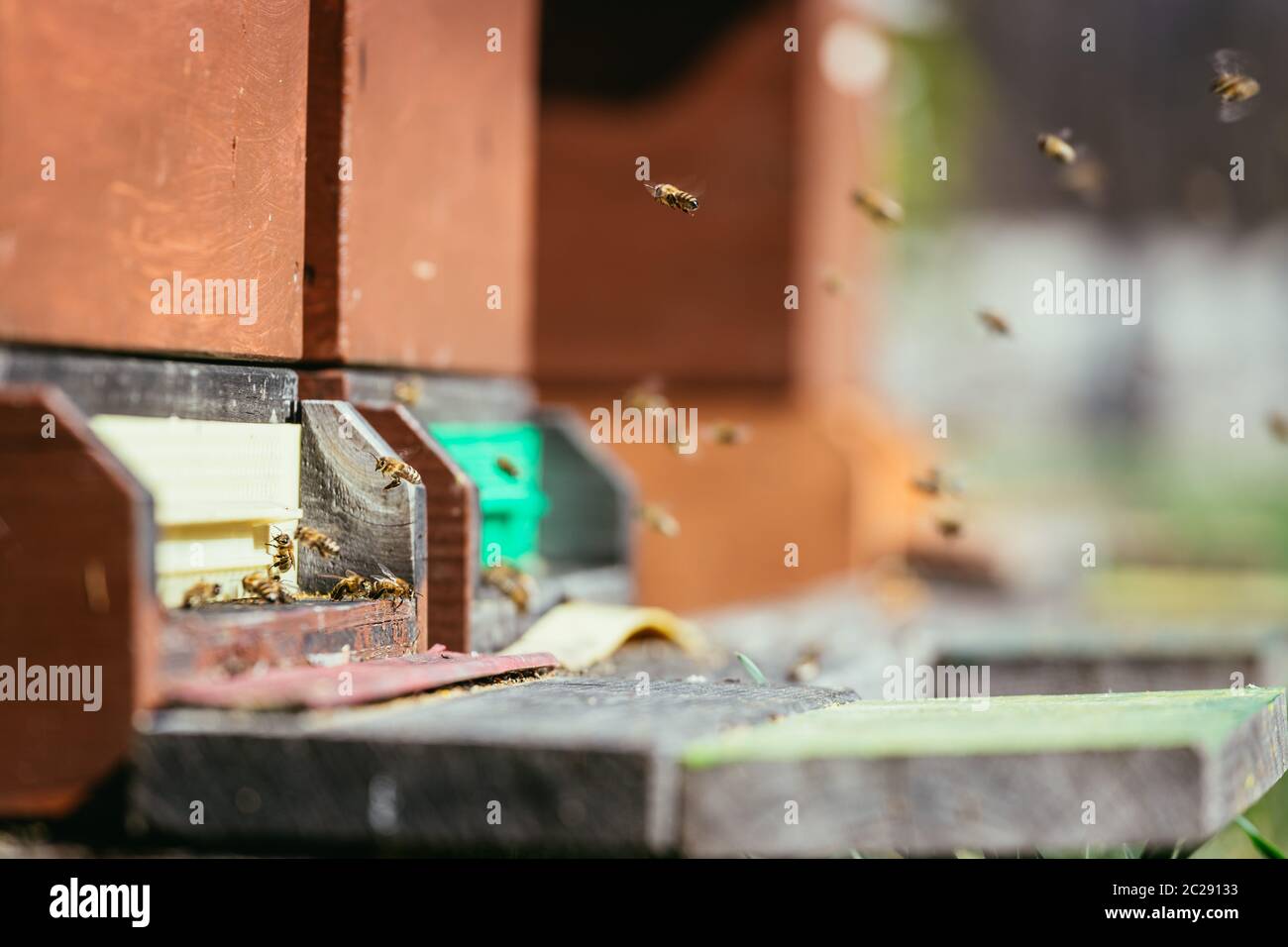 Bees hive: Flying to the landing boards Stock Photo - Alamy