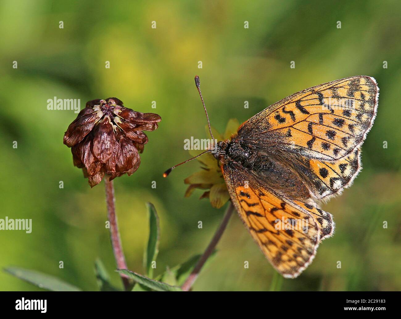 Alpine butterflies hi-res stock photography and images - Alamy