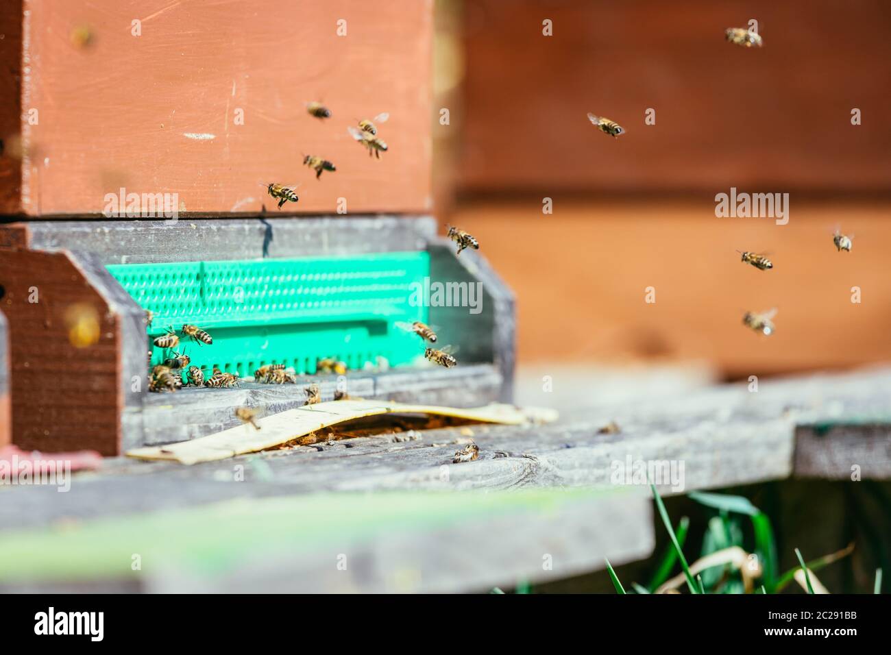 Bees hive: Flying to the landing boards Stock Photo - Alamy