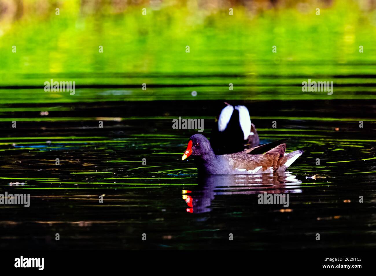 Eurasian common moorhen (Gallinula chloropus) also known as marsh hen ...