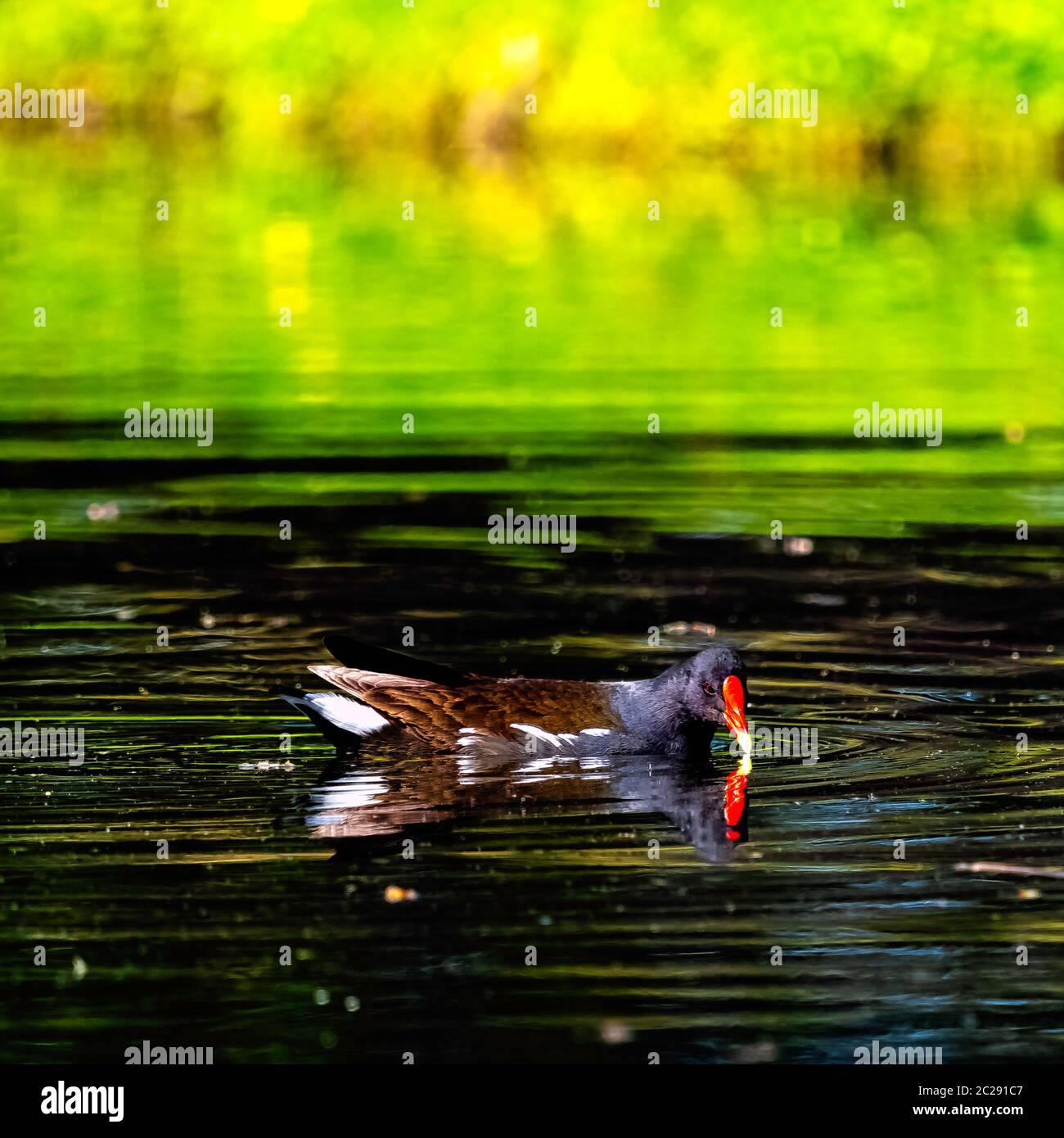 Eurasian common moorhen (Gallinula chloropus) also known as marsh hen ...