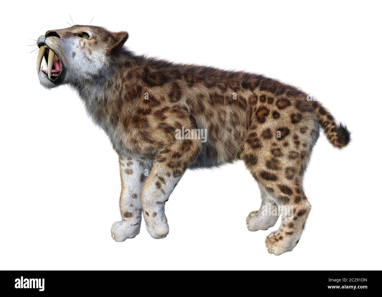 3D rendering of a sabertooth tiger isolated on white background Stock ...