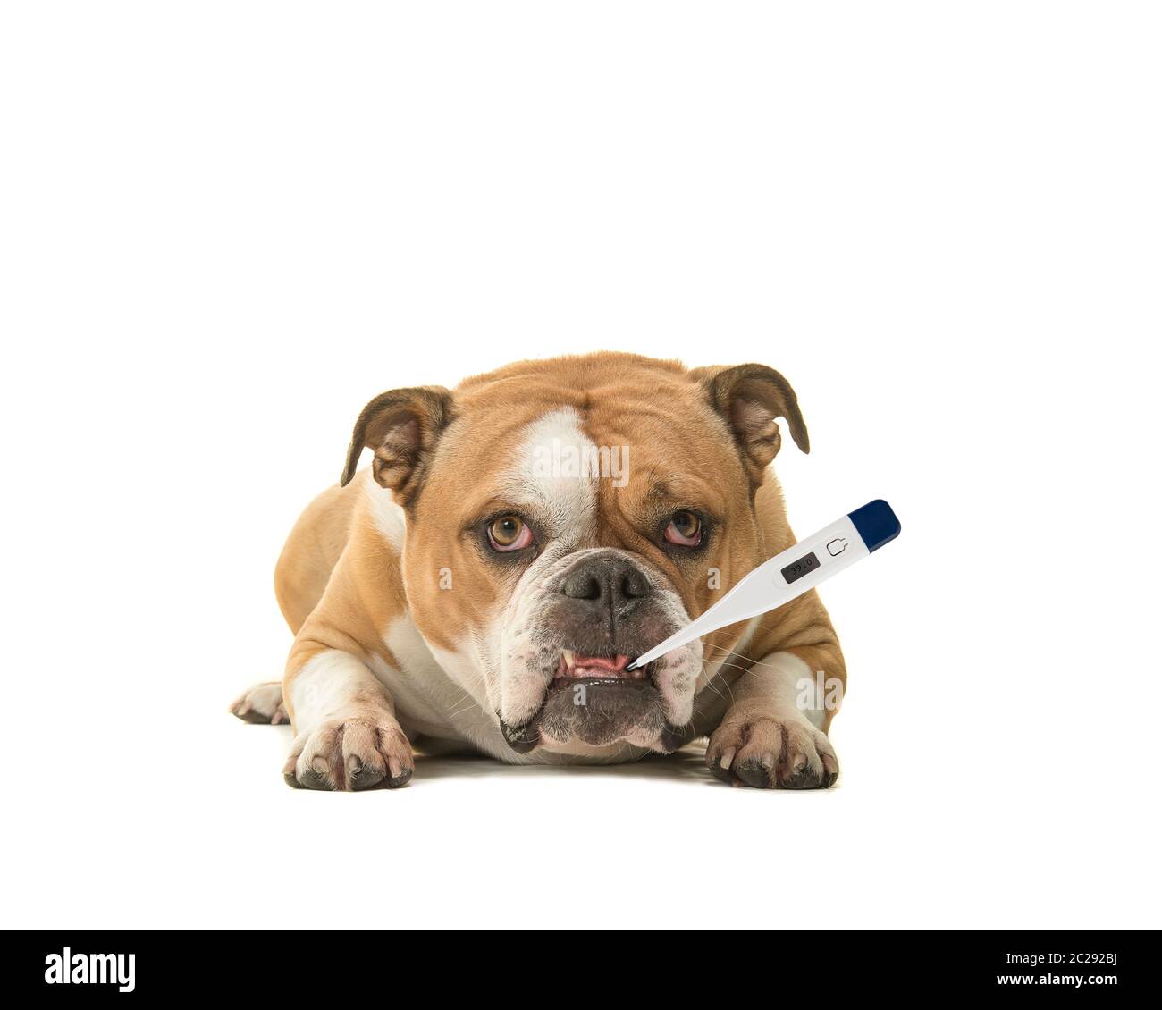 Cute english bulldog lying down being sick looking at the camera with a ...