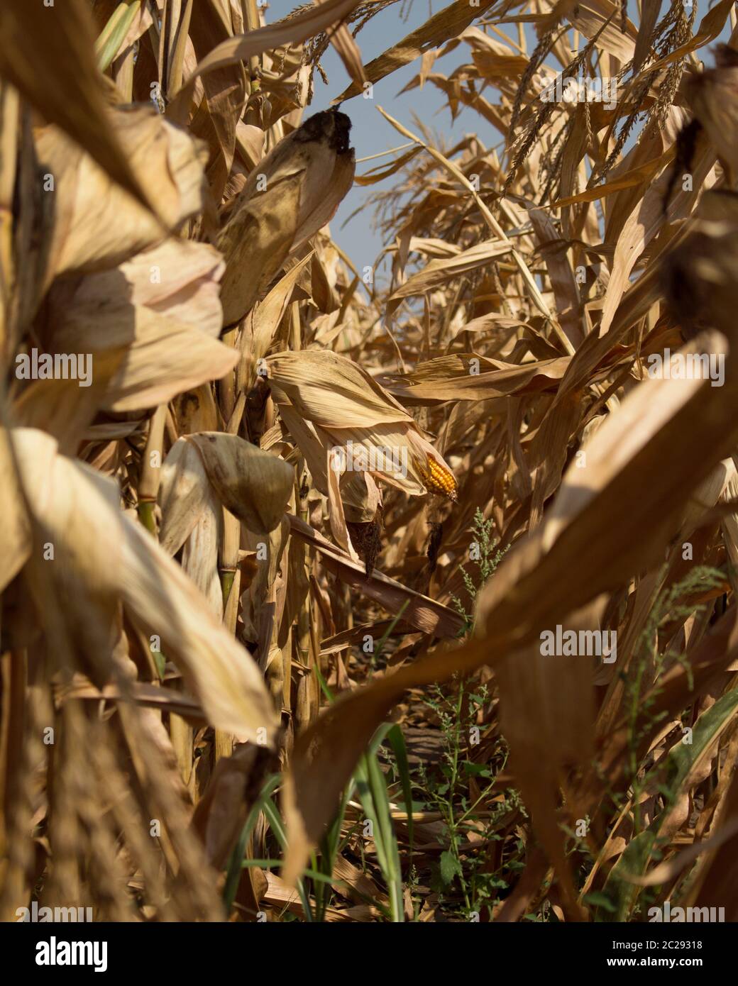 Ripe Corn In The Field Ready To Be Harvested Stock Photo - Alamy