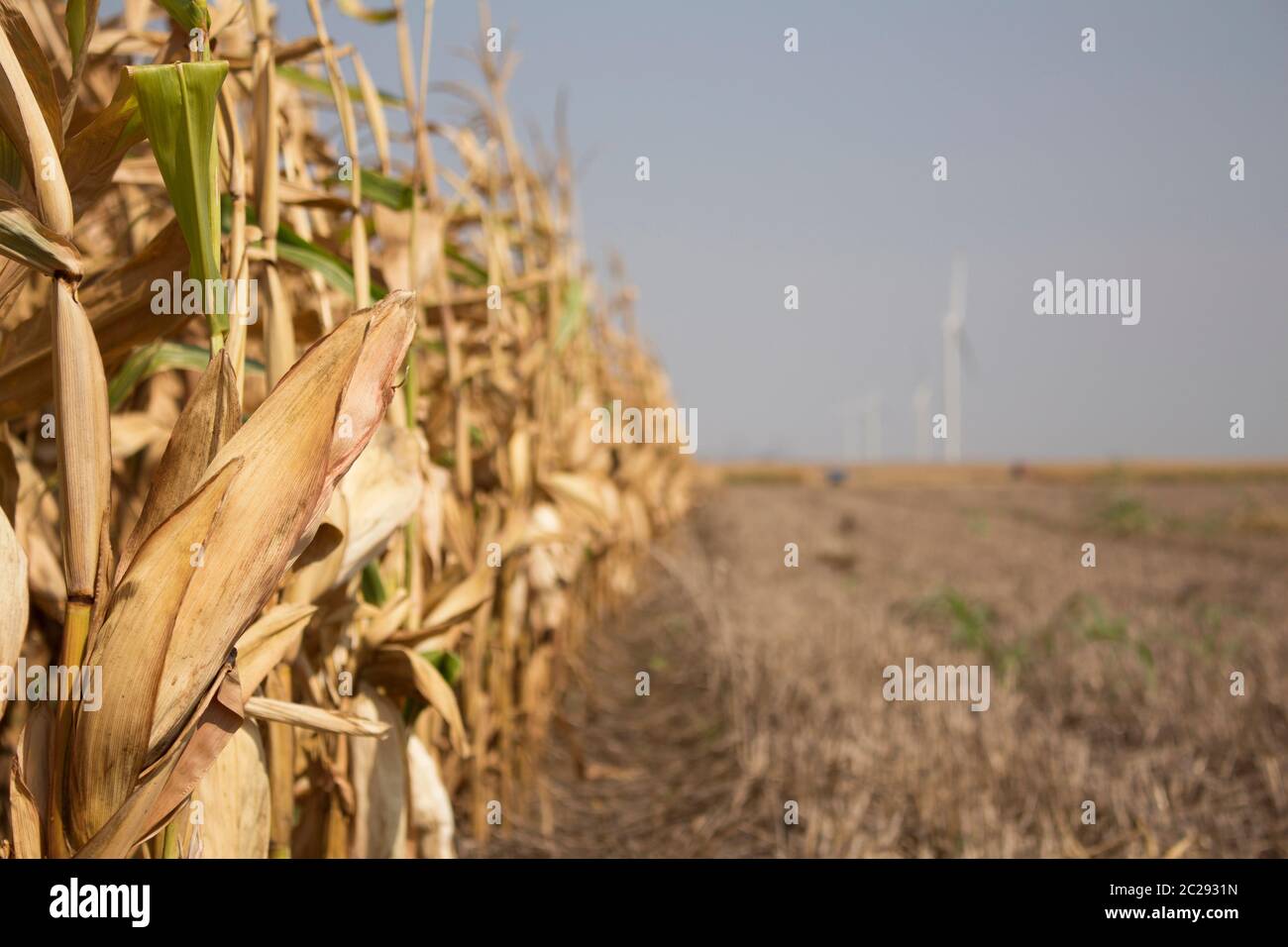 Cob in wind hi-res stock photography and images - Alamy