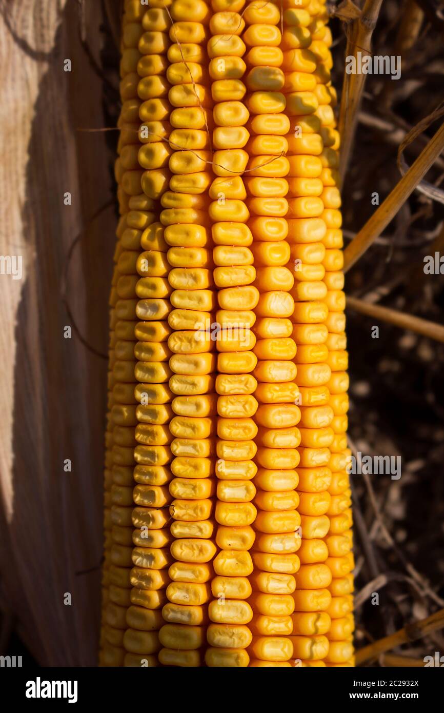 Ripe Corn In The Field Close Up Stock Photo - Alamy