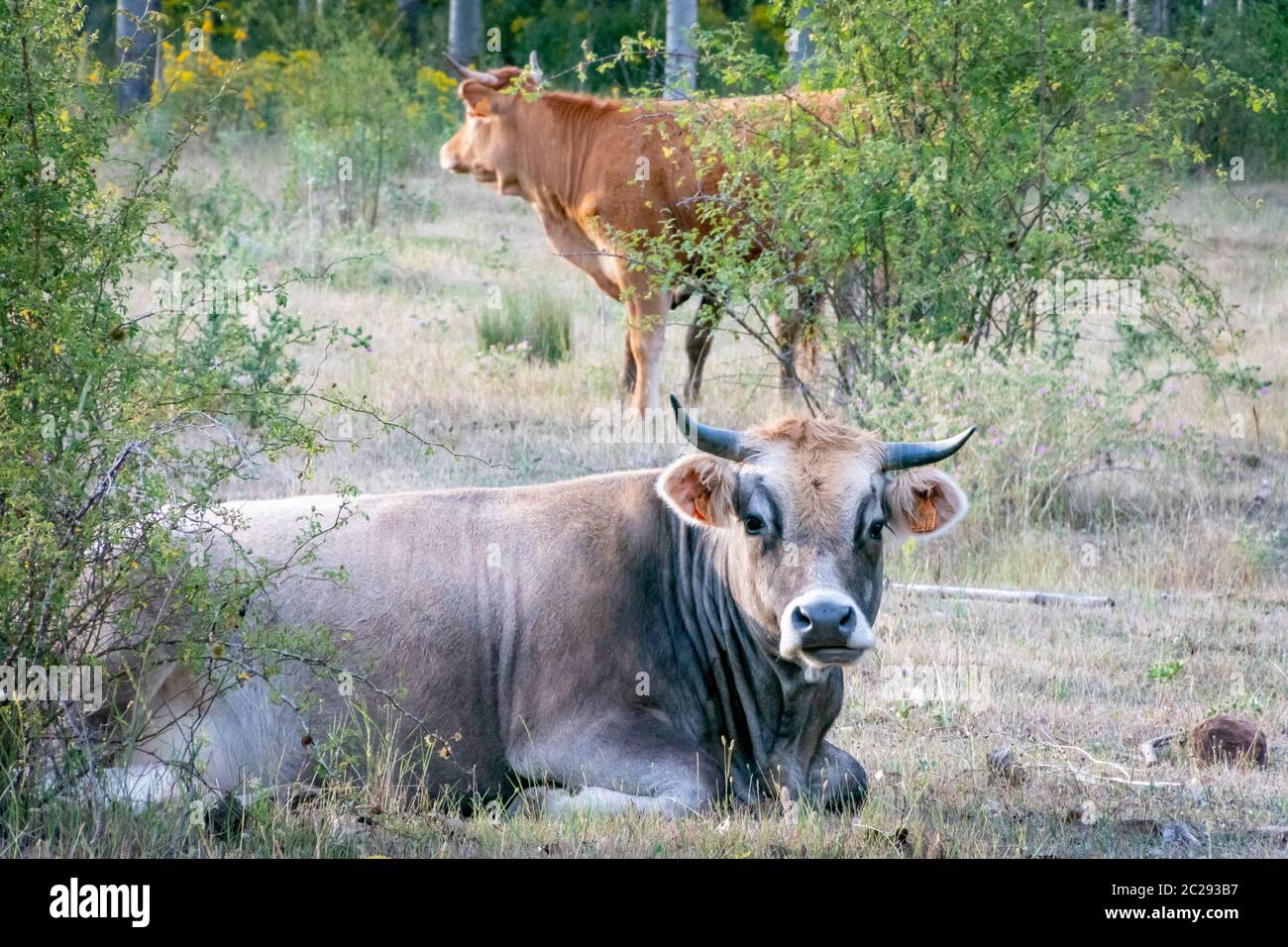 Dairy bred hi-res stock photography and images - Alamy