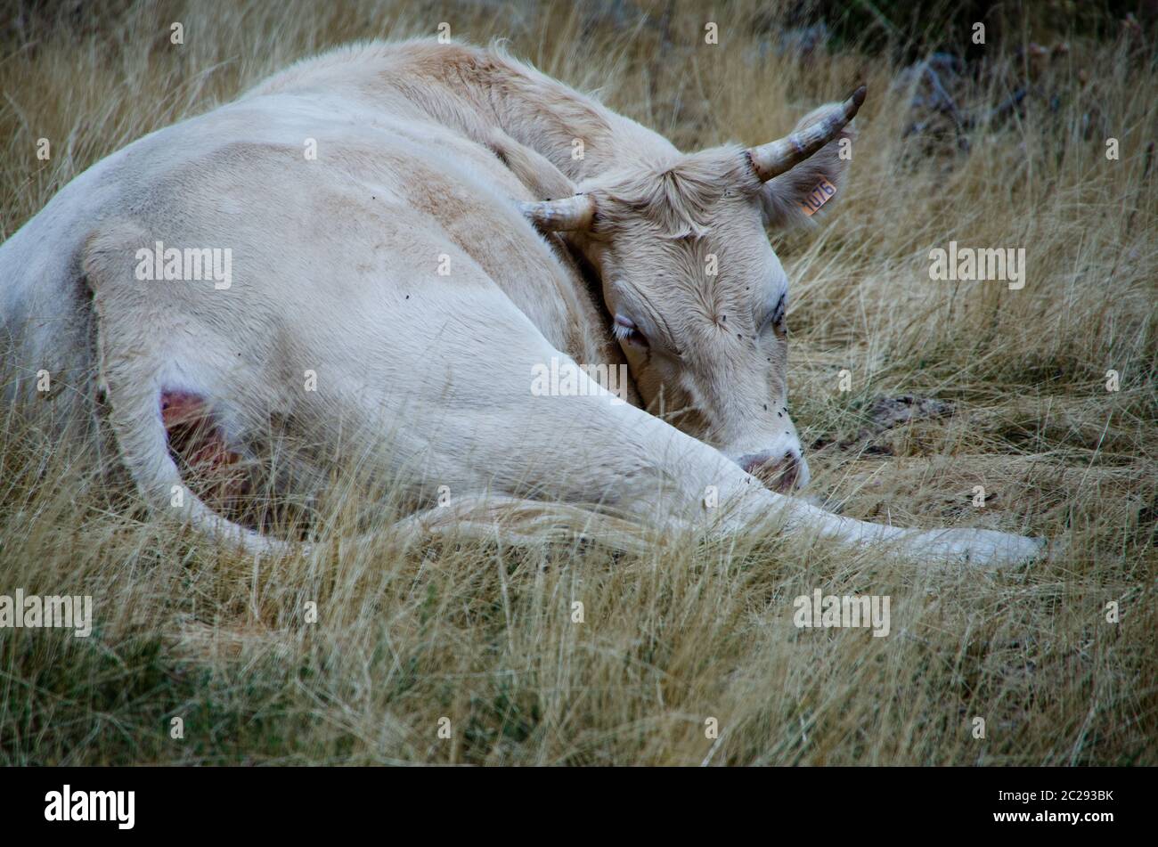 Dairy bred hi-res stock photography and images - Alamy