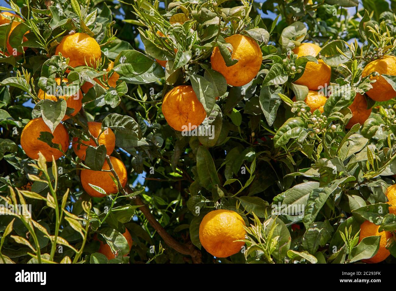 Orange trees and spain and fruit hi-res stock photography and images ...