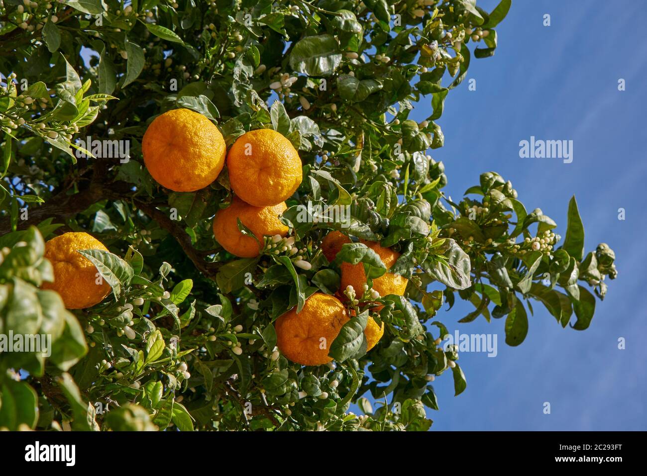 Oranges tree sun hi-res stock photography and images - Alamy
