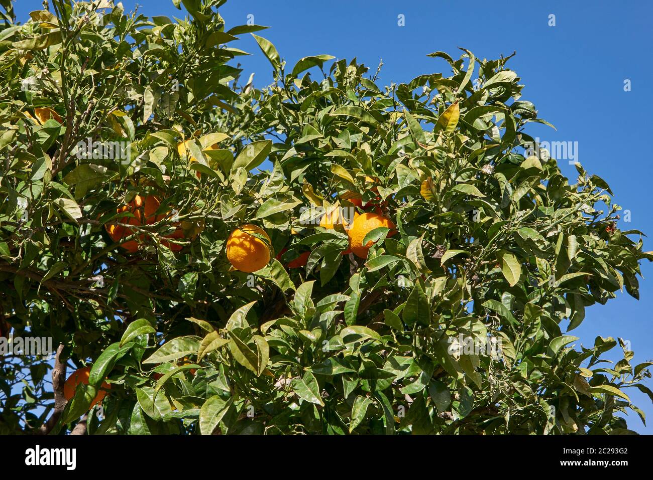 Orange trees andalusia hi-res stock photography and images - Alamy