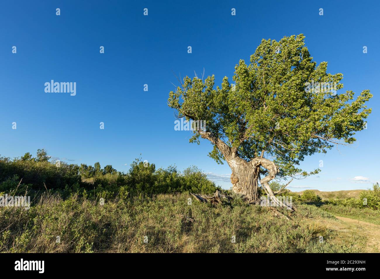Wood and cotton hi-res stock photography and images - Alamy