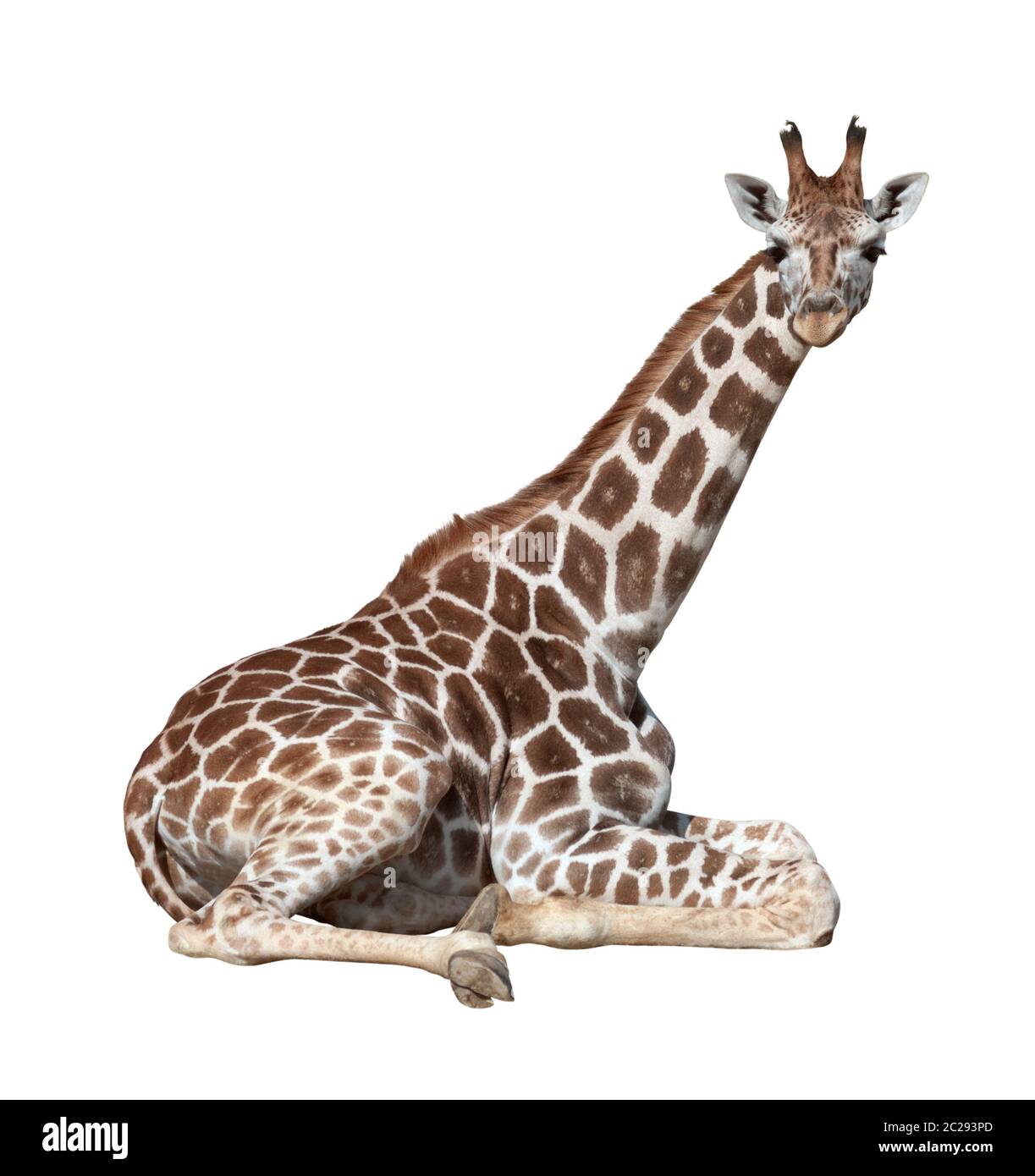 Giraffe lying on ground Cut Out Stock Images & Pictures - Alamy