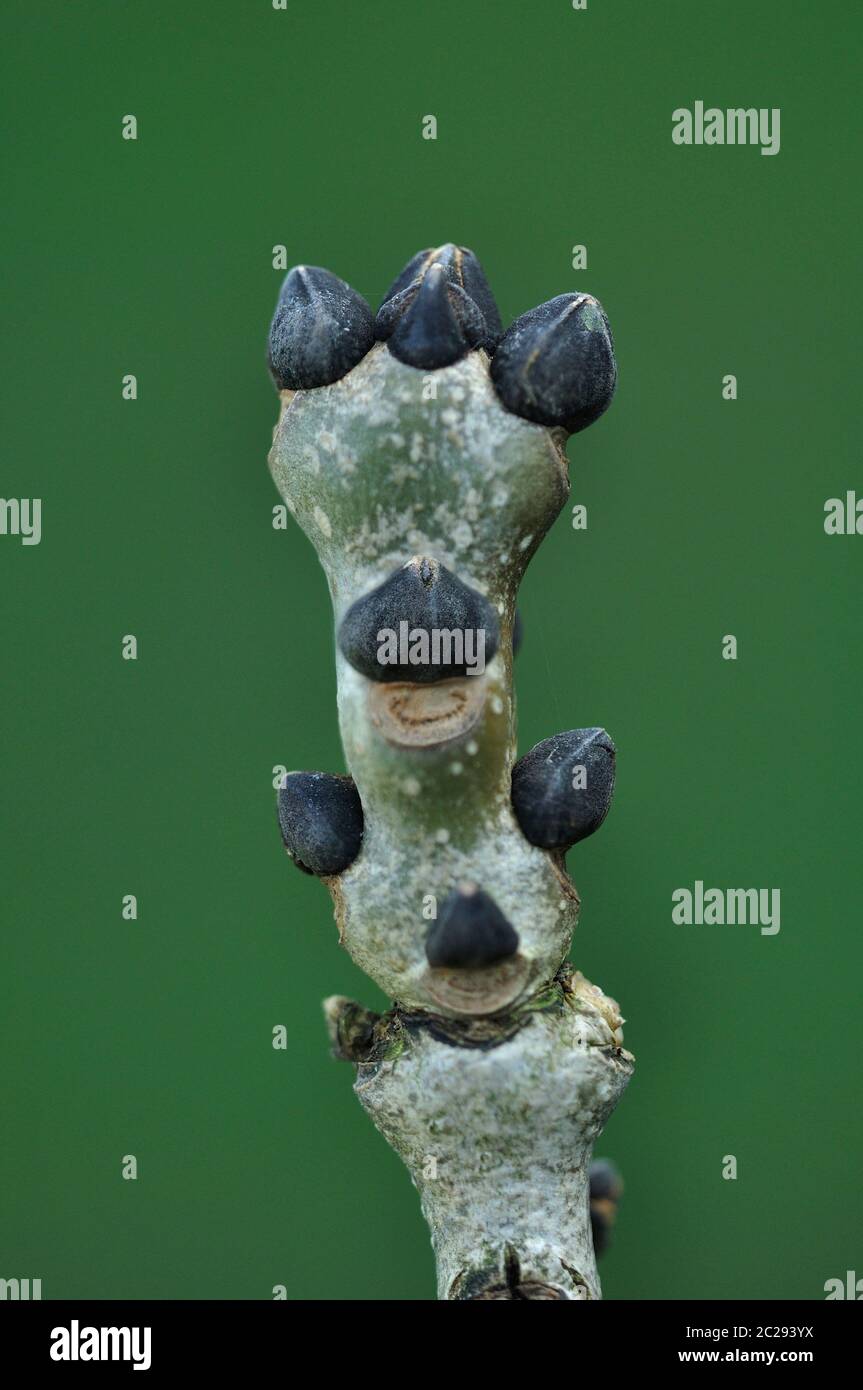 Ash tree portrait hi-res stock photography and images - Alamy