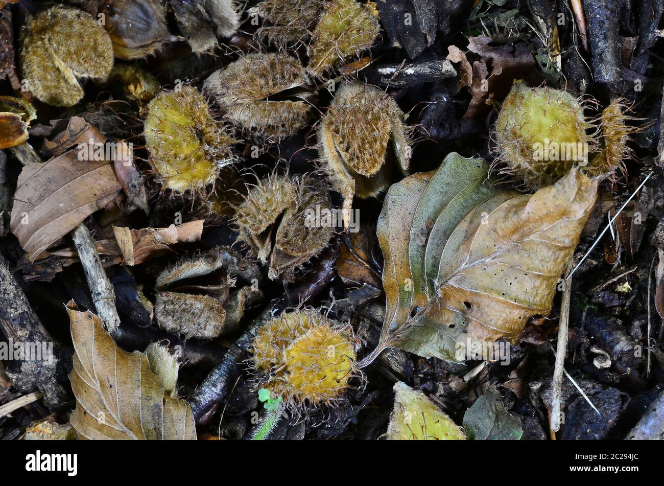 Beech mast hi-res stock photography and images - Alamy