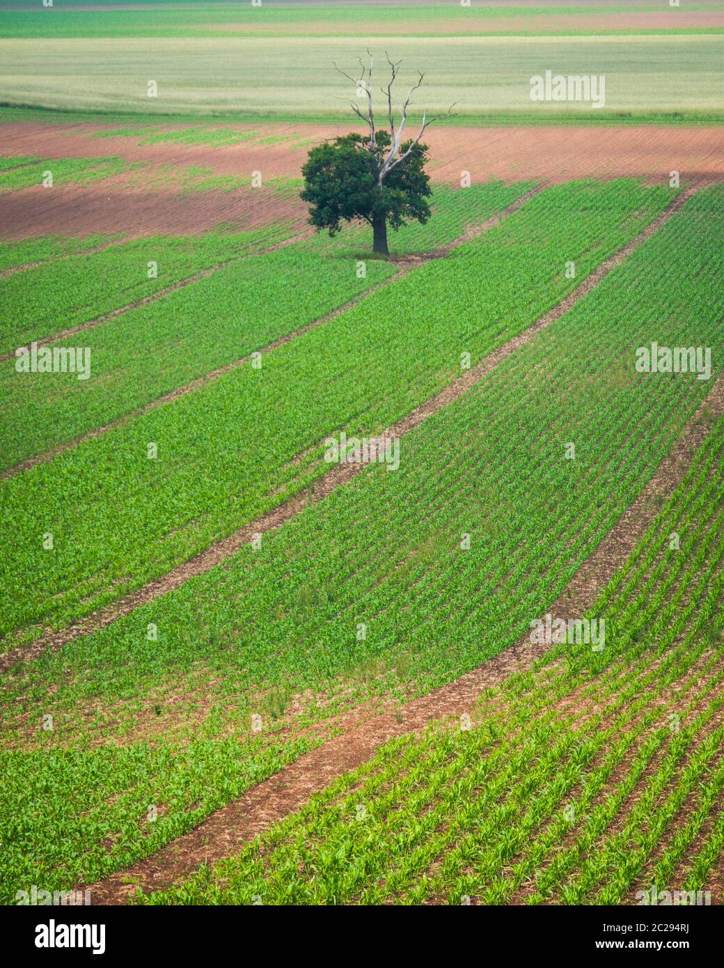 Lines in a field of Maize Stock Photo - Alamy
