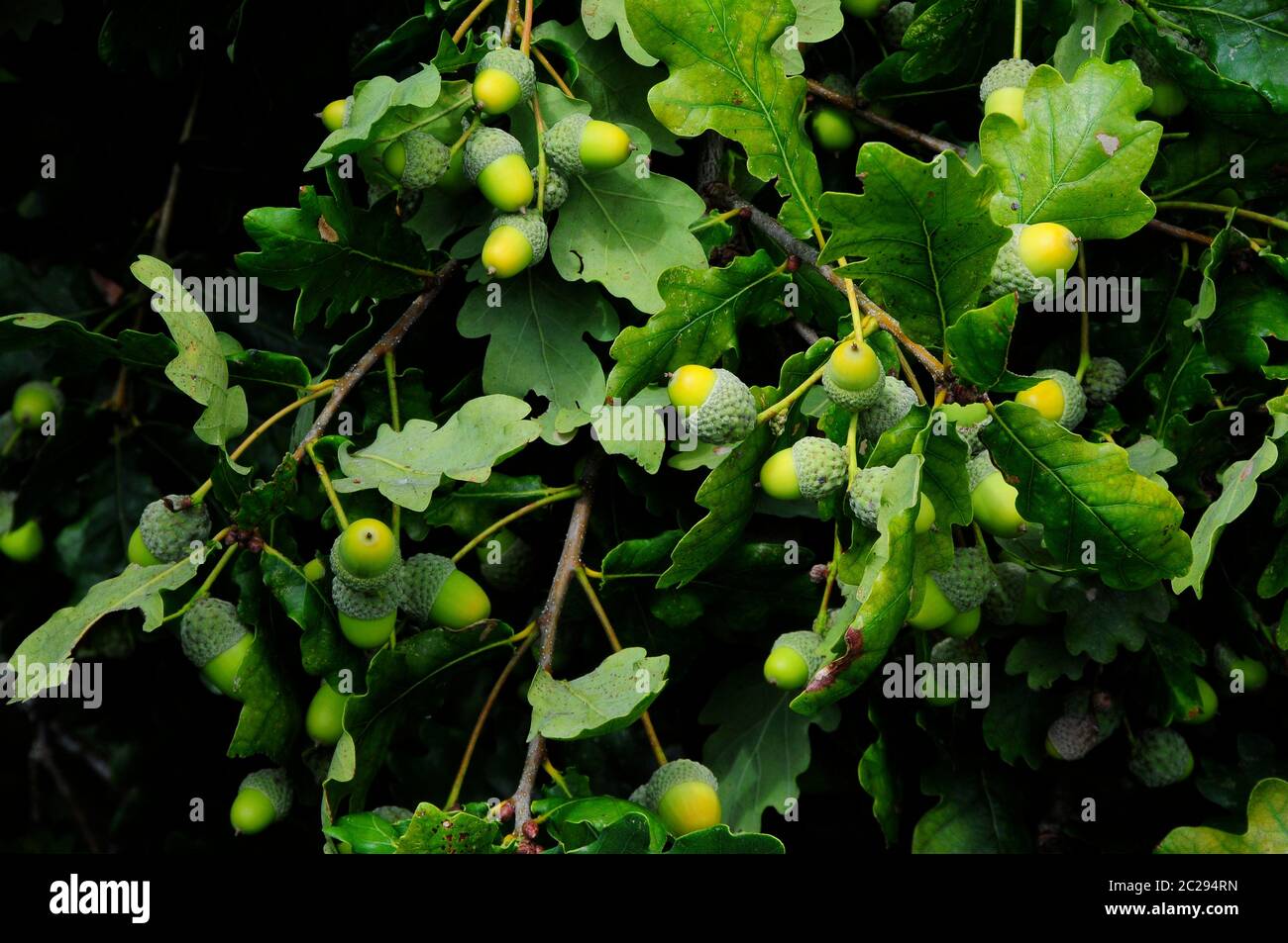 Unripe English oak acorns on low tree branch Stock Photo - Alamy