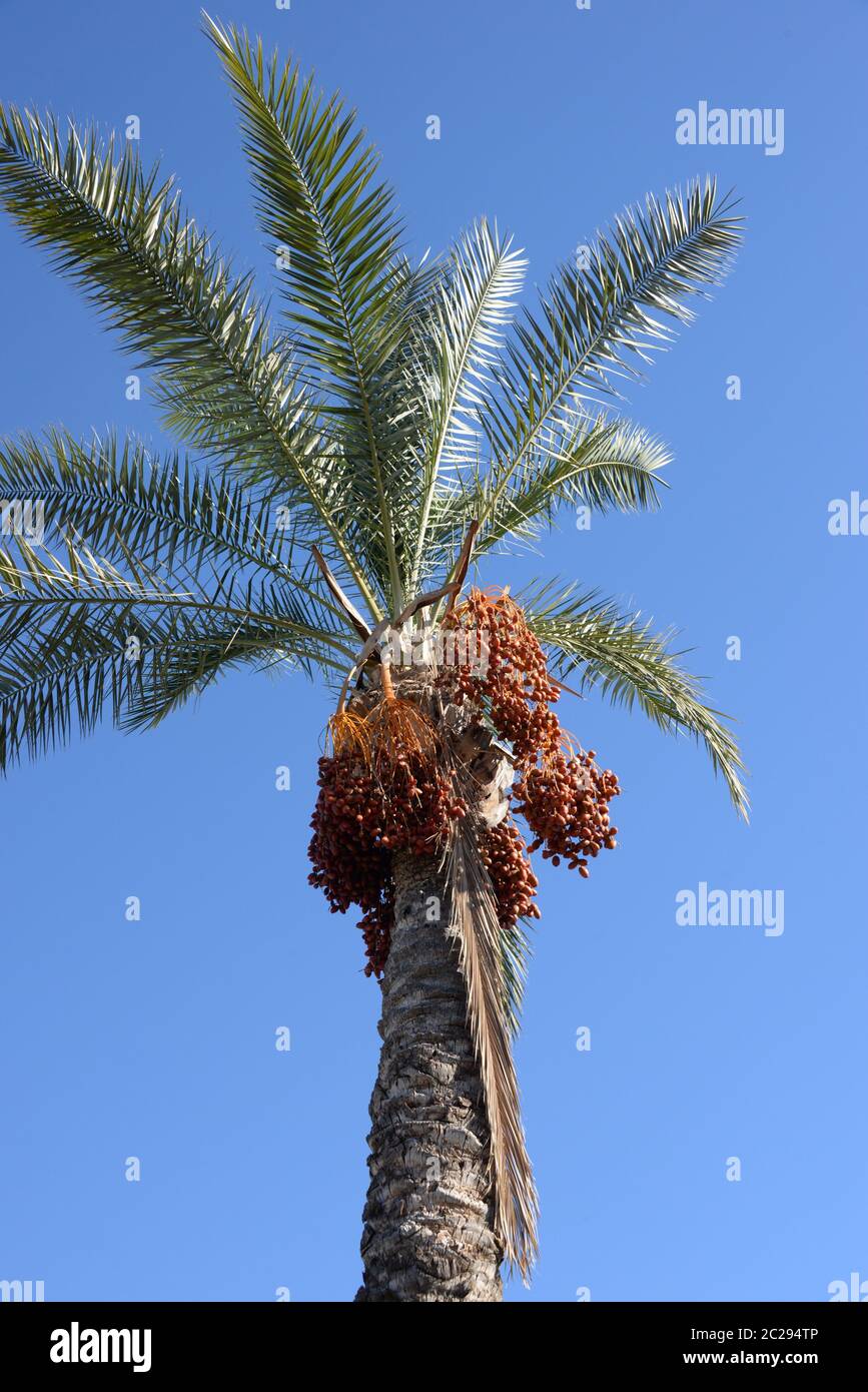 Dates on the date palm, Costa Blanca, Spain Stock Photo - Alamy