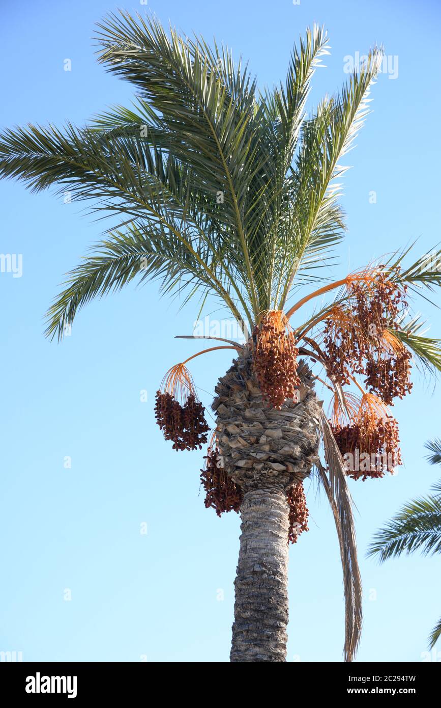 Dates on the date palm, Costa Blanca, Spain Stock Photo - Alamy