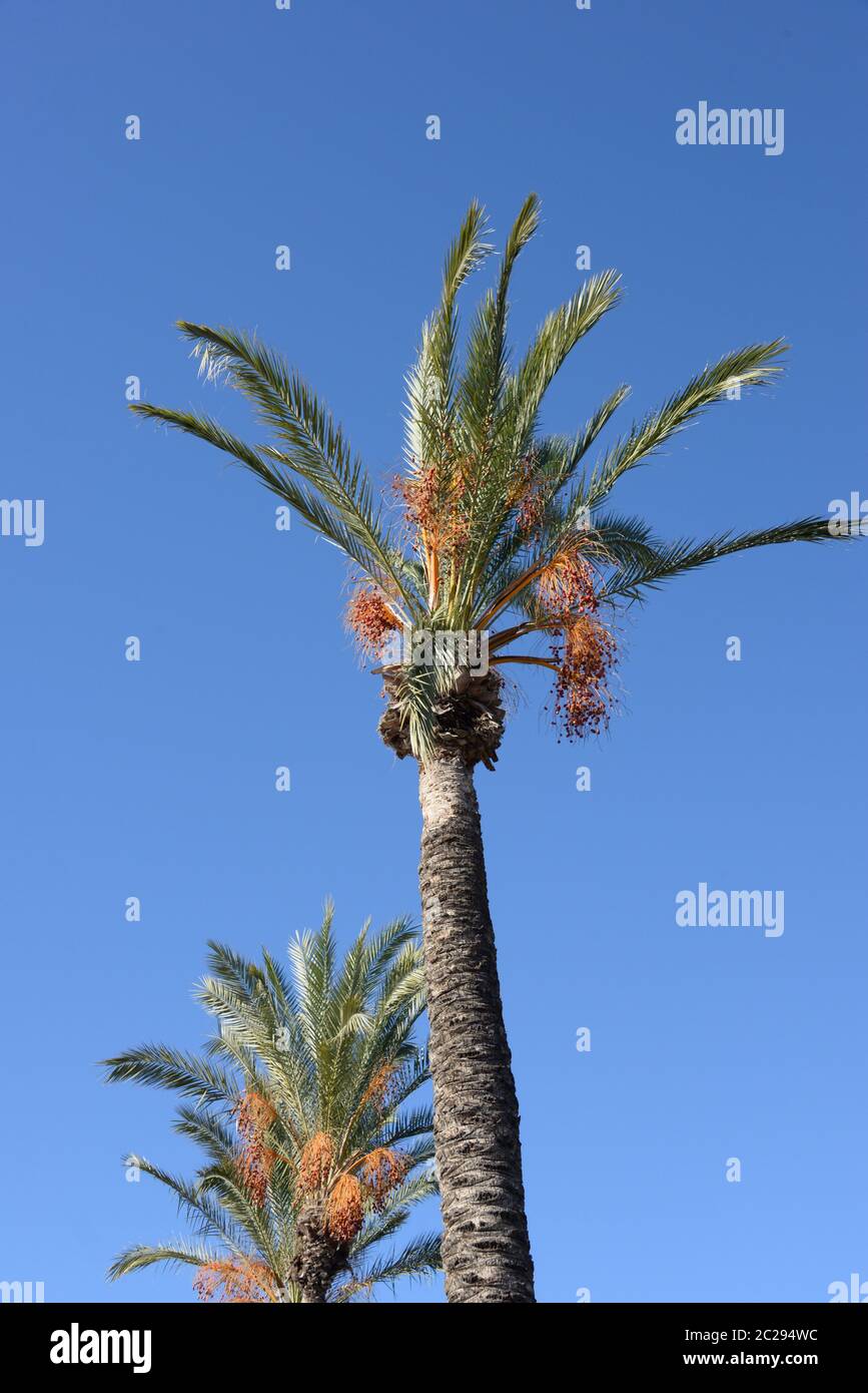 Dates on the date palm, Costa Blanca, Spain Stock Photo - Alamy