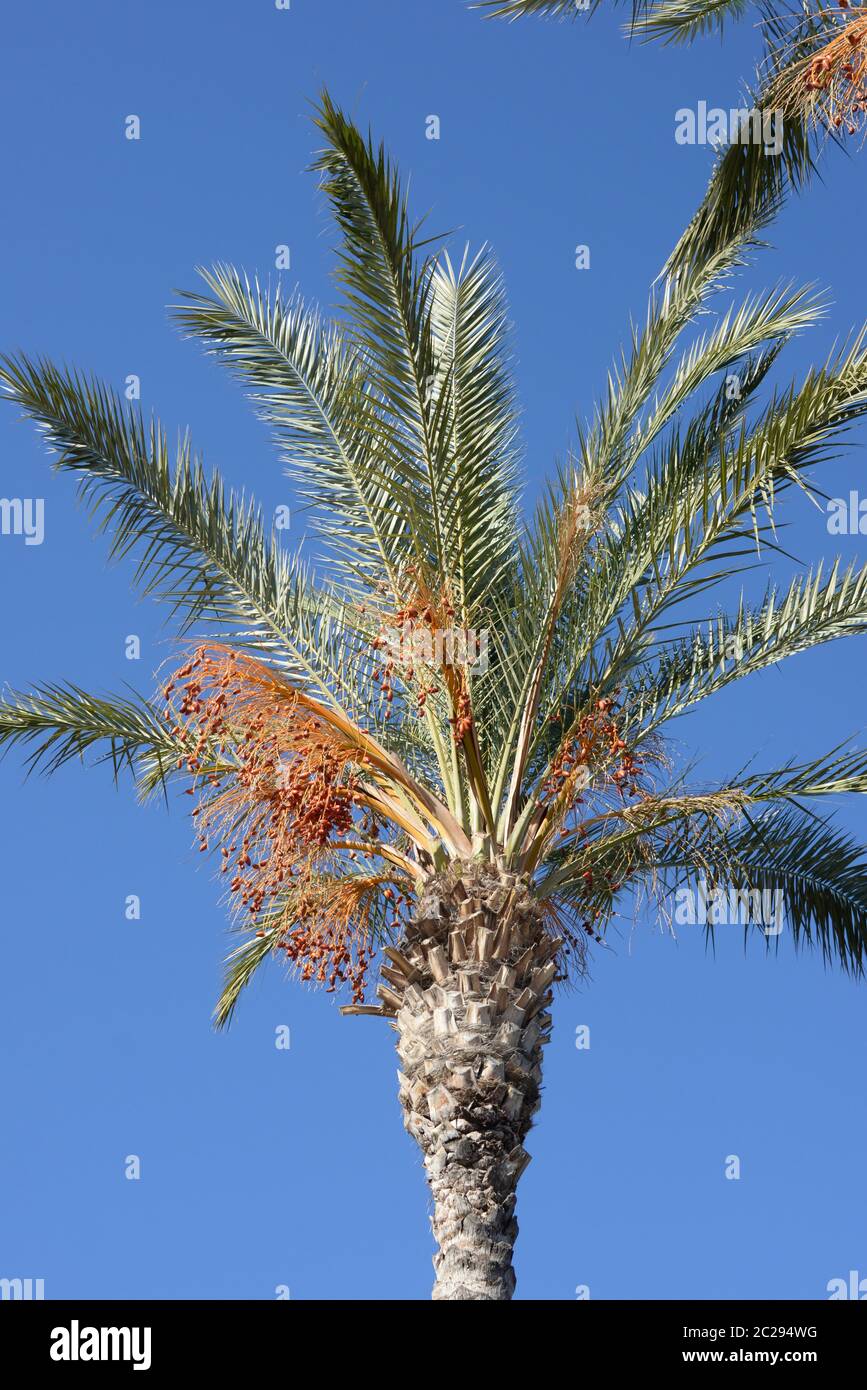 Dates on the date palm, Costa Blanca, Spain Stock Photo - Alamy