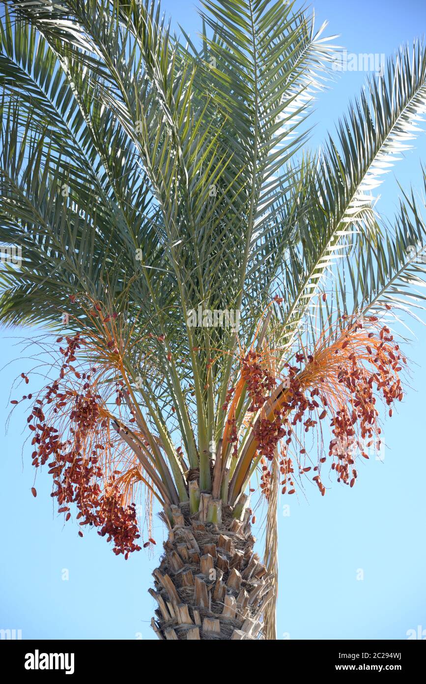 Dates on the date palm, Costa Blanca, Spain Stock Photo - Alamy