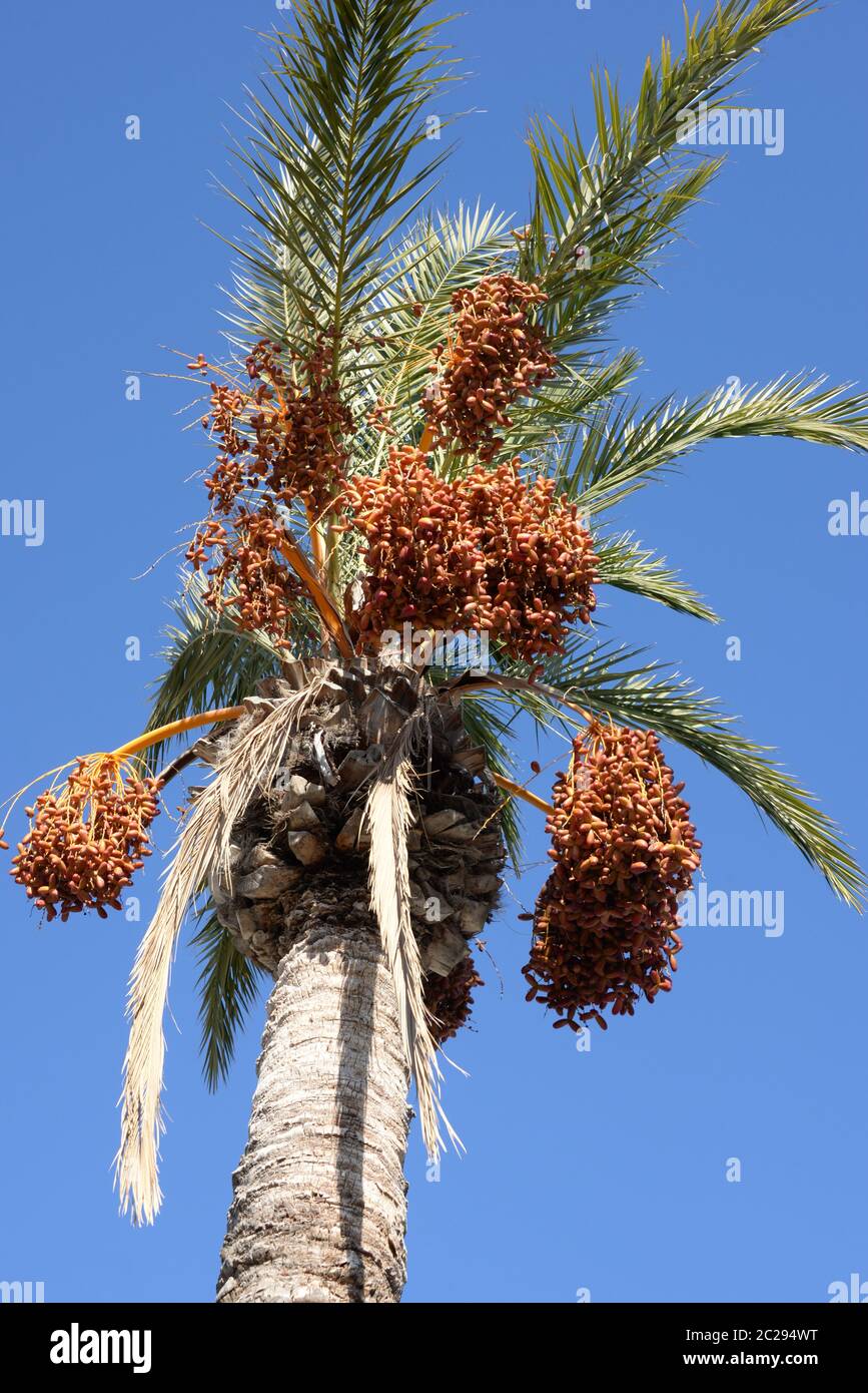 Dates on the date palm, Costa Blanca, Spain Stock Photo - Alamy