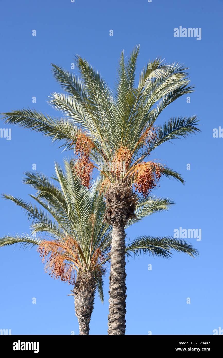 Dates on the date palm, Costa Blanca, Spain Stock Photo - Alamy