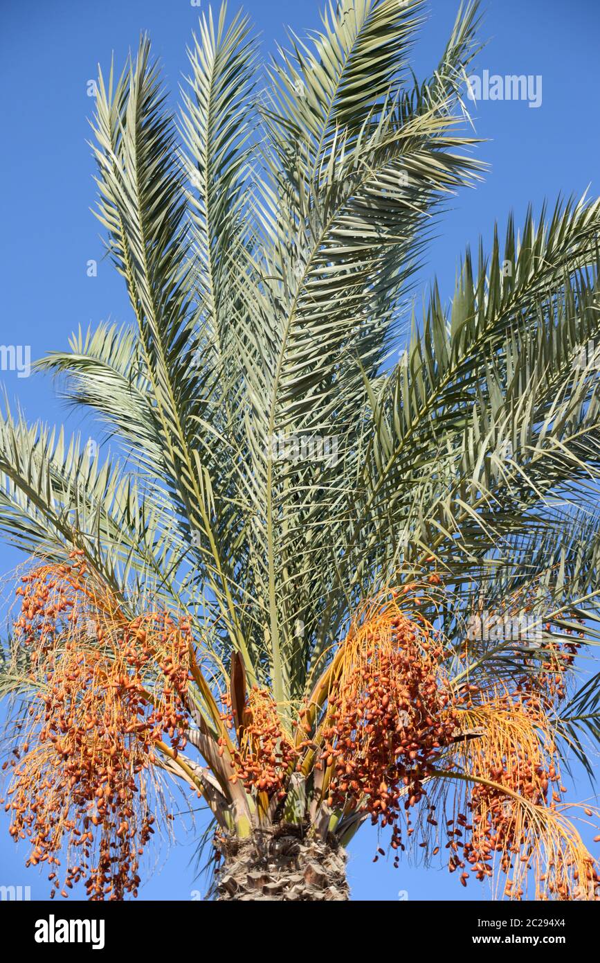 Dates on the date palm, Costa Blanca, Spain Stock Photo - Alamy