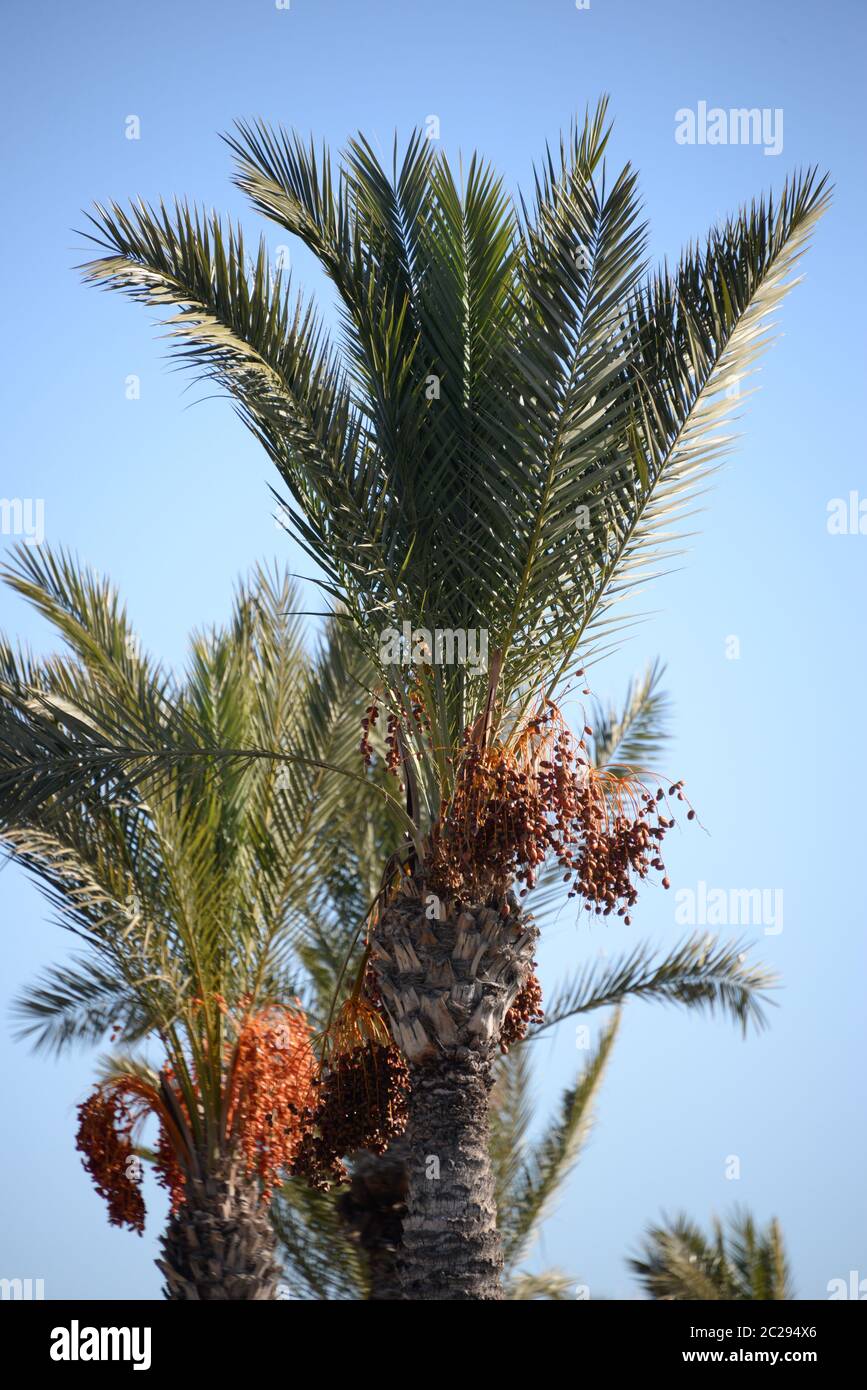 Dates on the date palm, Costa Blanca, Spain Stock Photo - Alamy