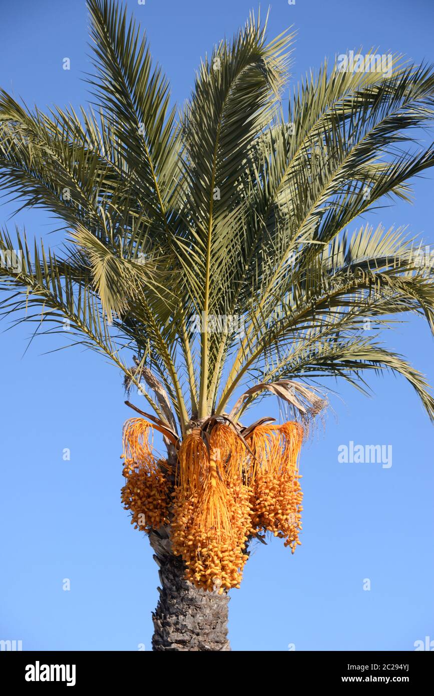 Dates on the date palm, Costa Blanca, Spain Stock Photo - Alamy