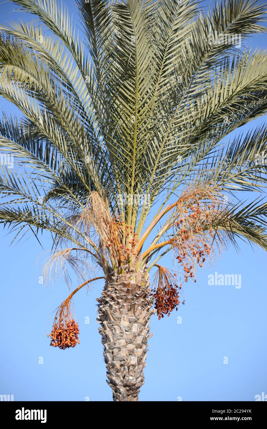 Dates on the date palm, Costa Blanca, Spain Stock Photo - Alamy