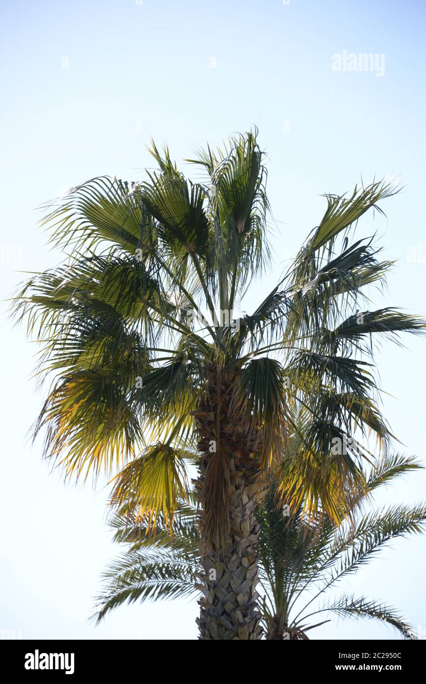 Dates on the date palm, Costa Blanca, Spain Stock Photo - Alamy