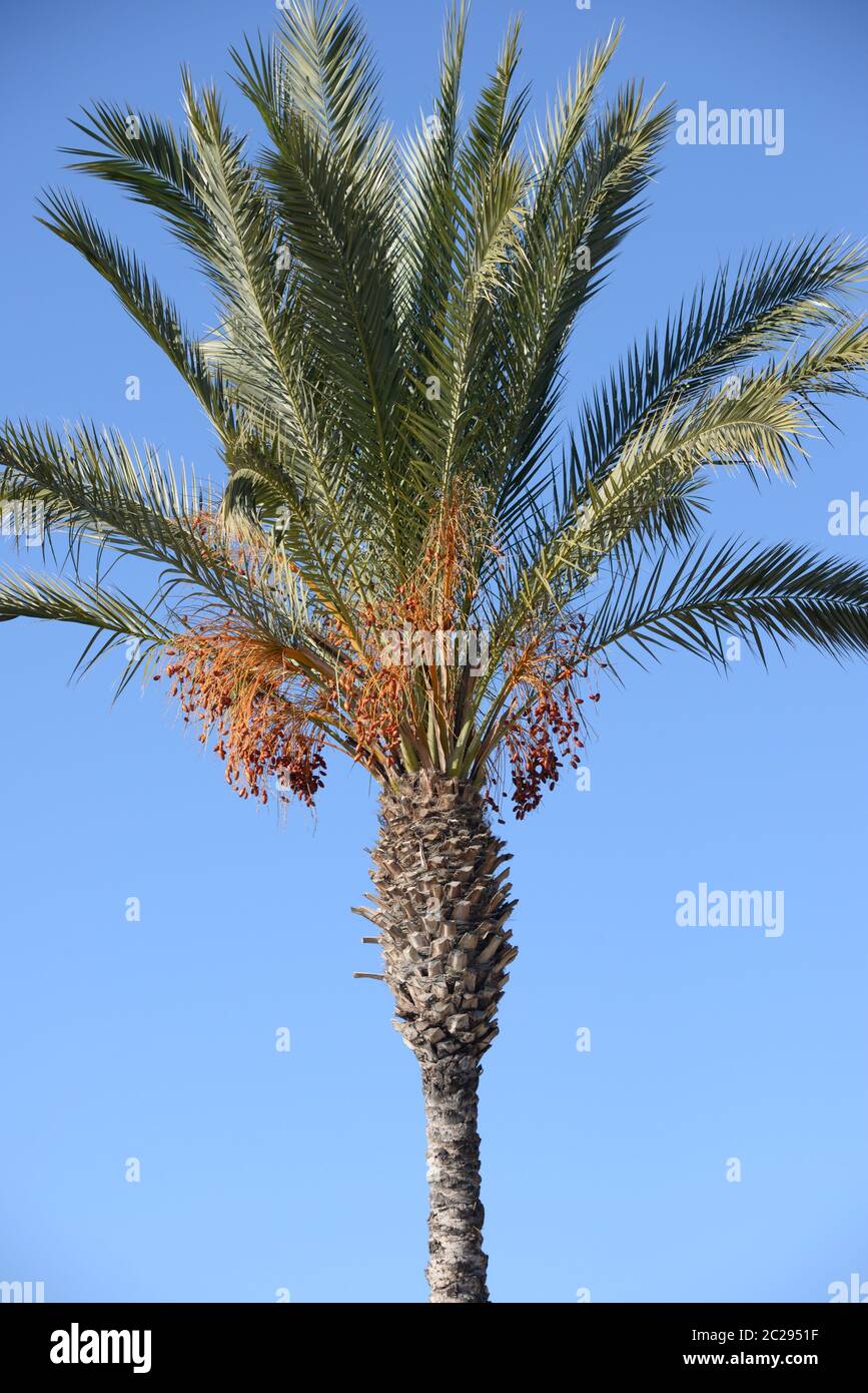 Dates on the date palm, Costa Blanca, Spain Stock Photo - Alamy