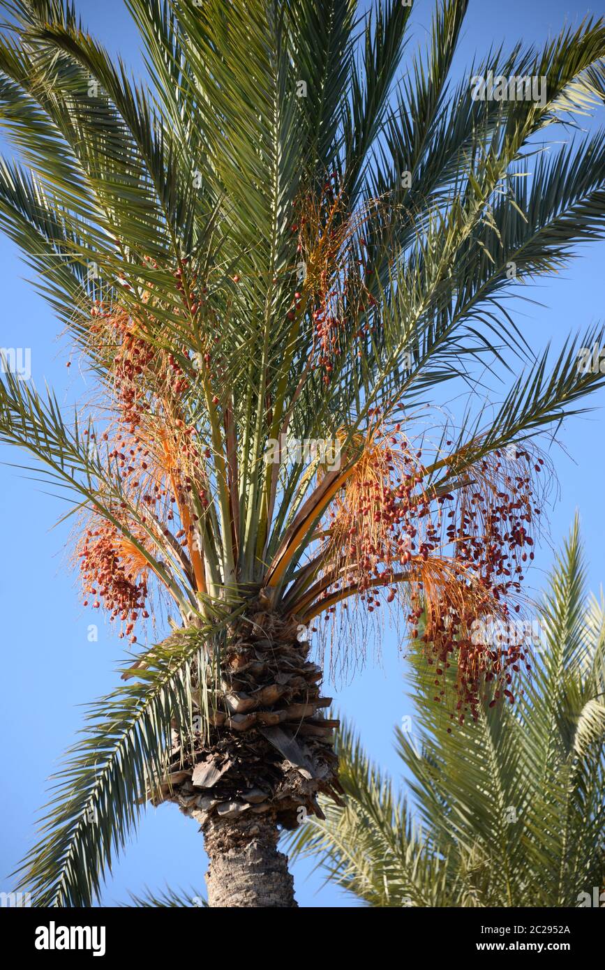 Dates on the date palm, Costa Blanca, Spain Stock Photo - Alamy