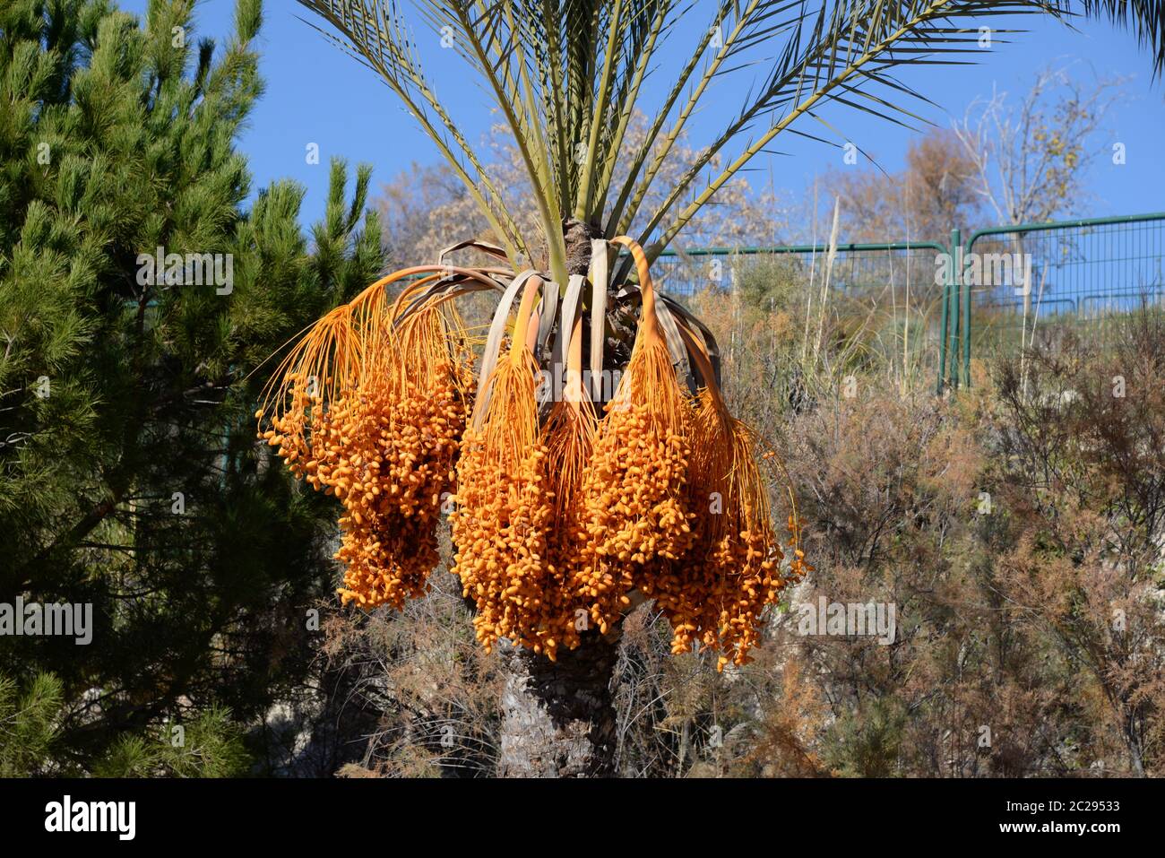 Dates on the date palm, Costa Blanca, Spain Stock Photo - Alamy