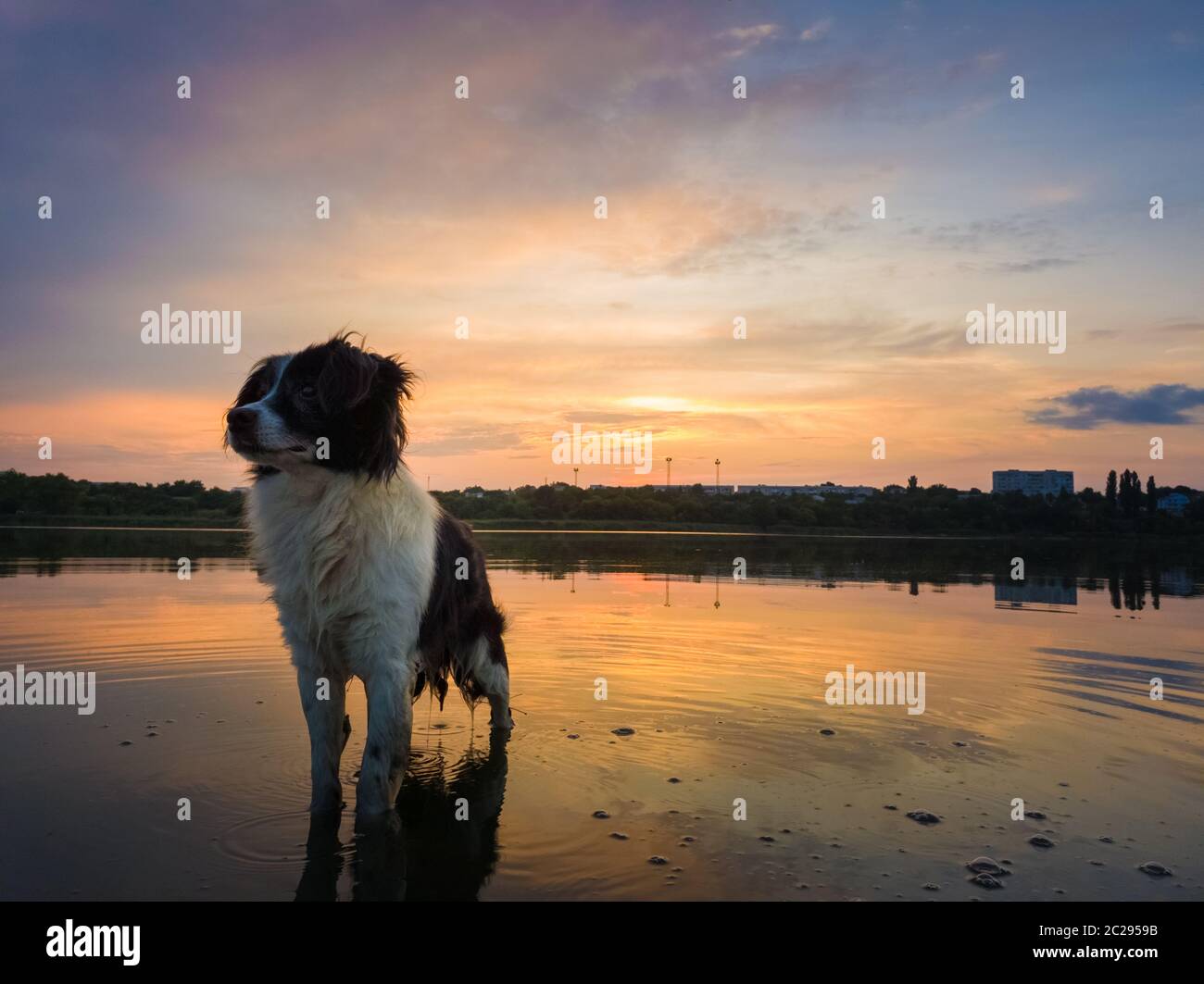 Portrait of serious and attentive border collie dog standing in a pond ...