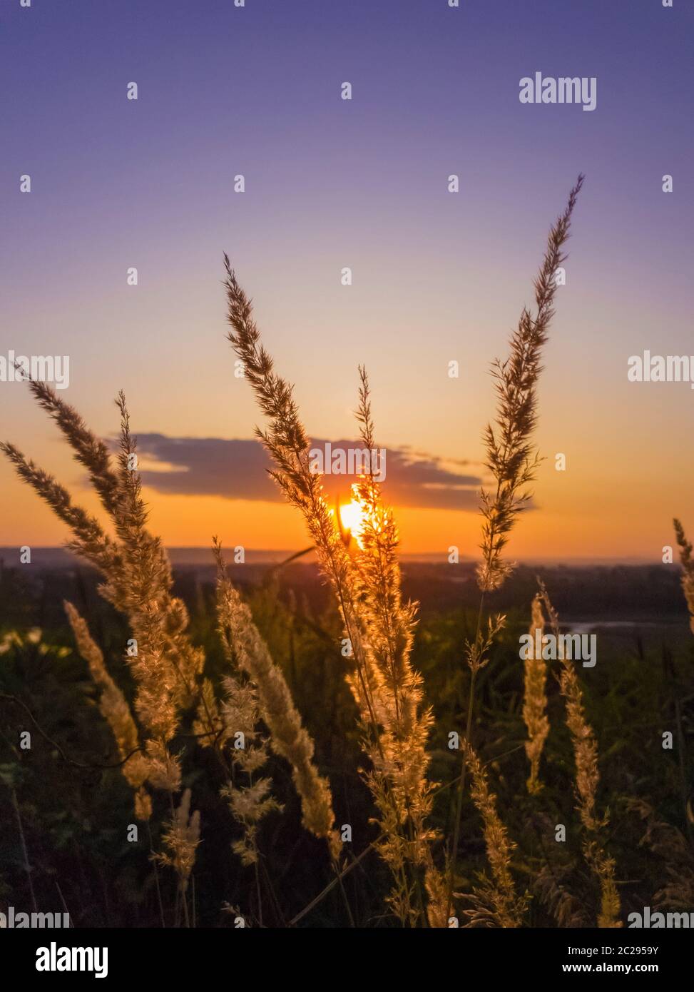 Vibrant sunset as seen through the golden reed plant seeds Stock Photo ...