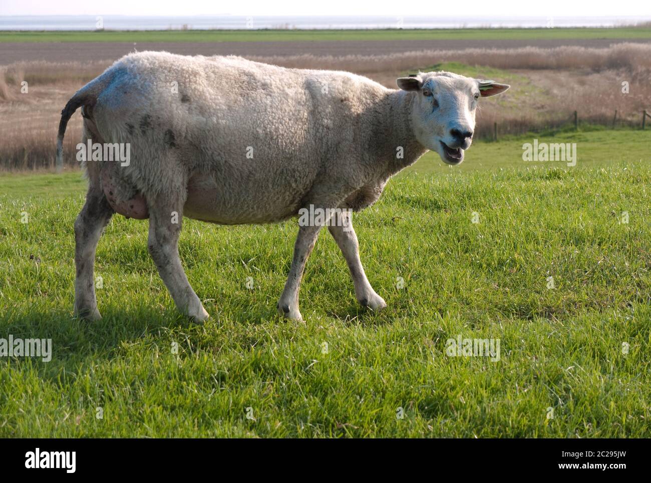 Sheep bleating hi-res stock photography and images - Alamy