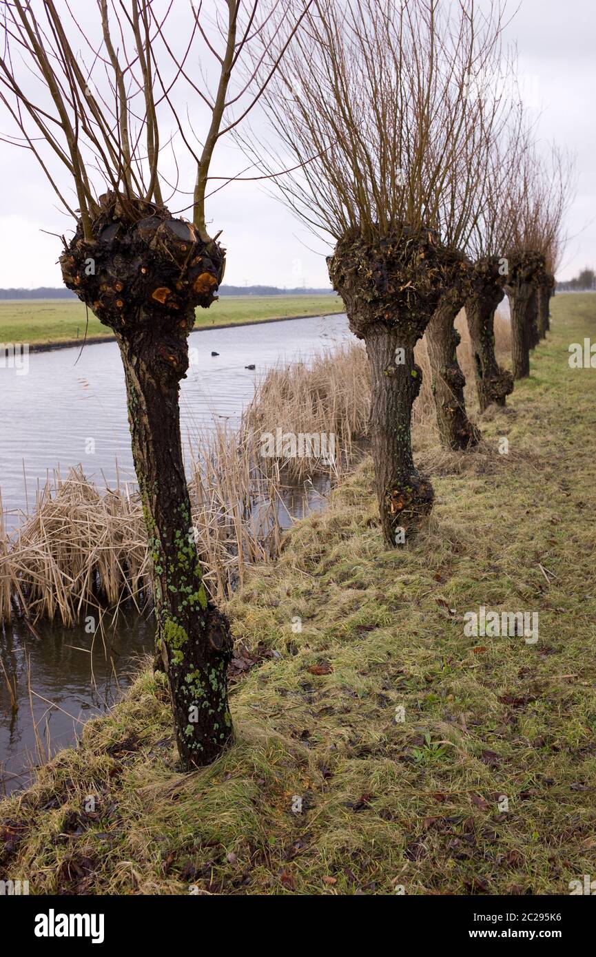 Row of willows hi-res stock photography and images - Alamy