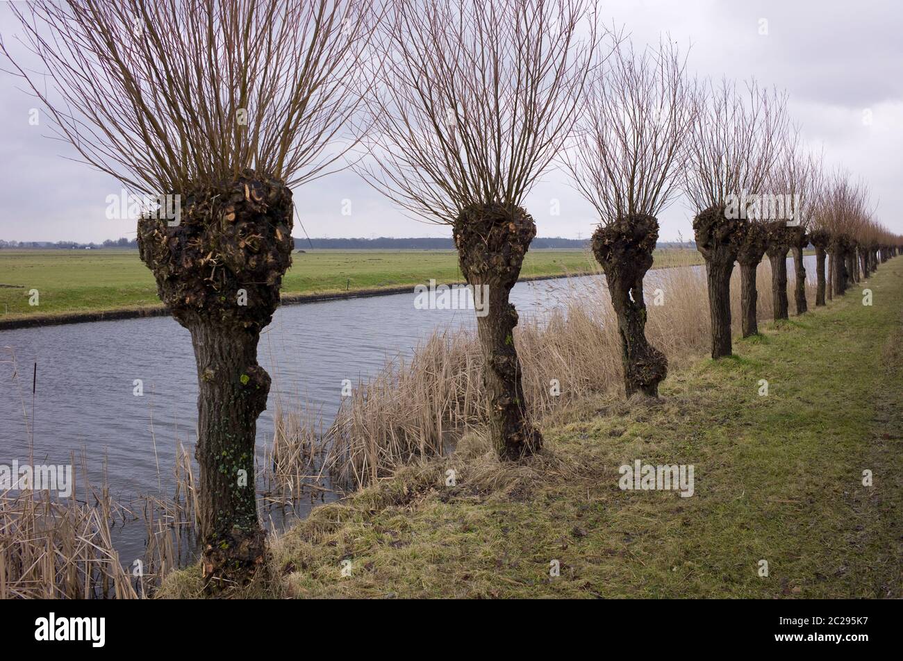 Pollarded willows in a hi-res stock photography and images - Alamy