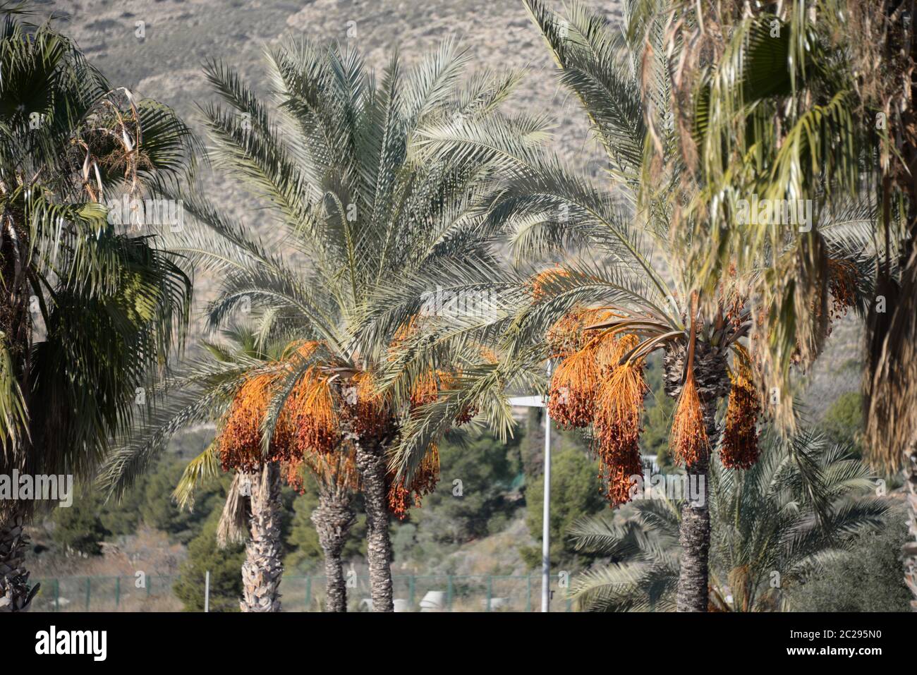 Dates on the date palm, Costa Blanca, Spain Stock Photo - Alamy