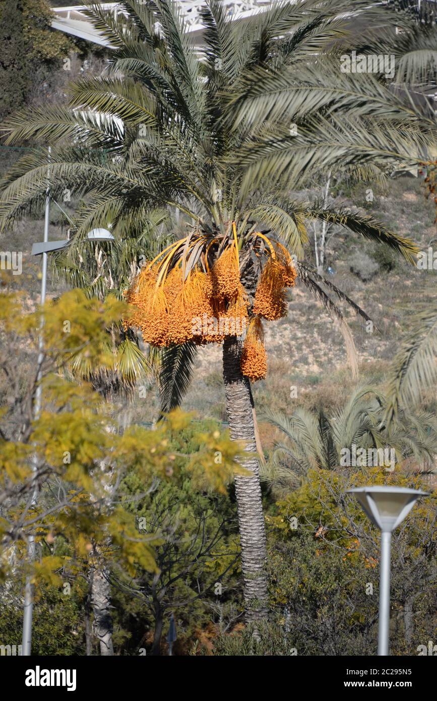 Dates on the date palm, Costa Blanca, Spain Stock Photo - Alamy